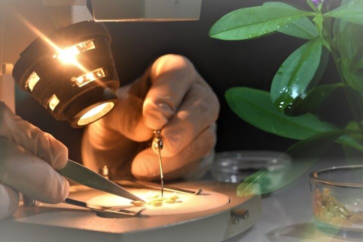 What is Transpiration in Plants? (GCSE Biology